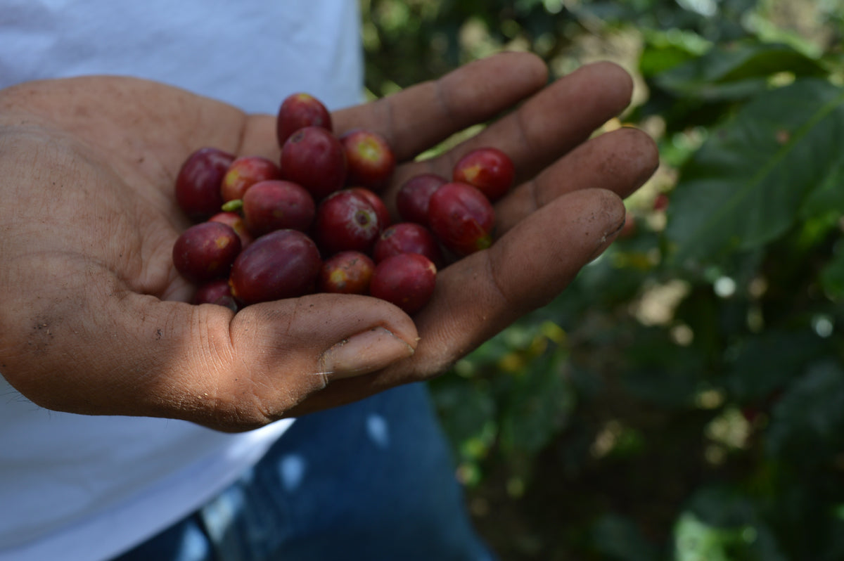 Natural Processed Peru Coffee – Desert Sun Coffee Roasters